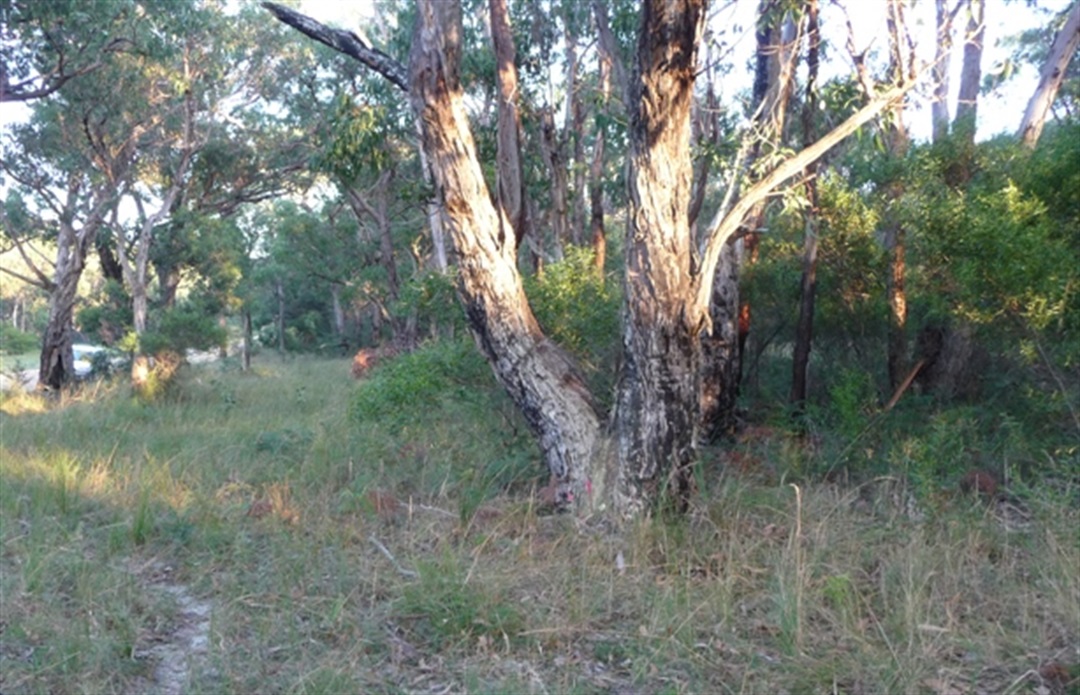Boundary Road Nature Reserve - Surf Coast Shire