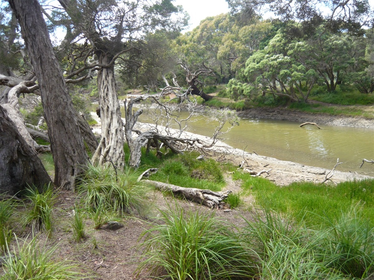 Spring Creek Nature Reserve - Surf Coast Shire